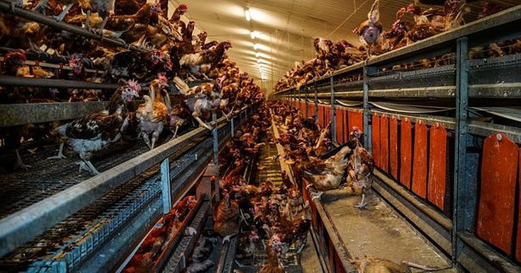 Pictures show conditions inside 'disease-ridden' farm…