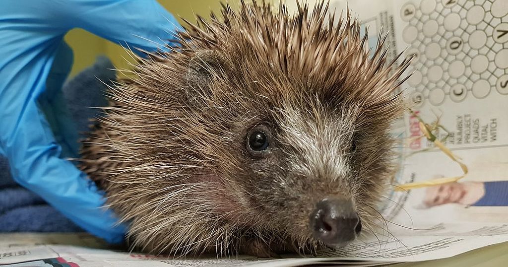 Bald hedgehog has regrown its spines and is ready to…