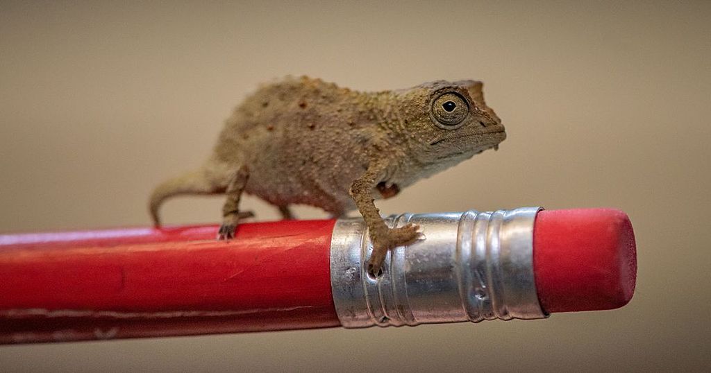 Adorable fingertip-sized lizard poses perched on…