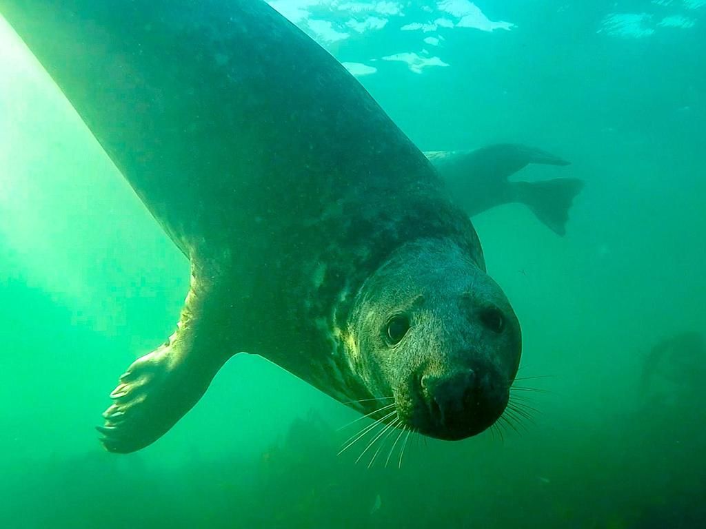 Wild seal filmed 'clapping' underwater for first time