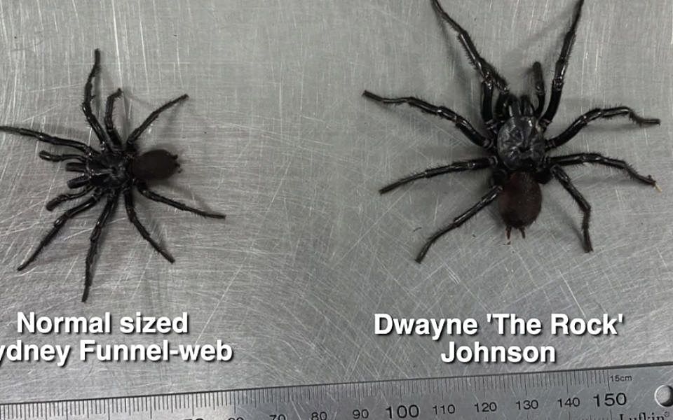 Giant funnel-web spider a head-turner at zoo