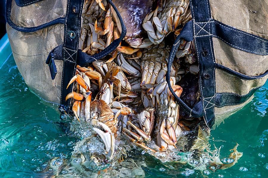 How Dissolving Dungeness Crabs Will Impact A Million…