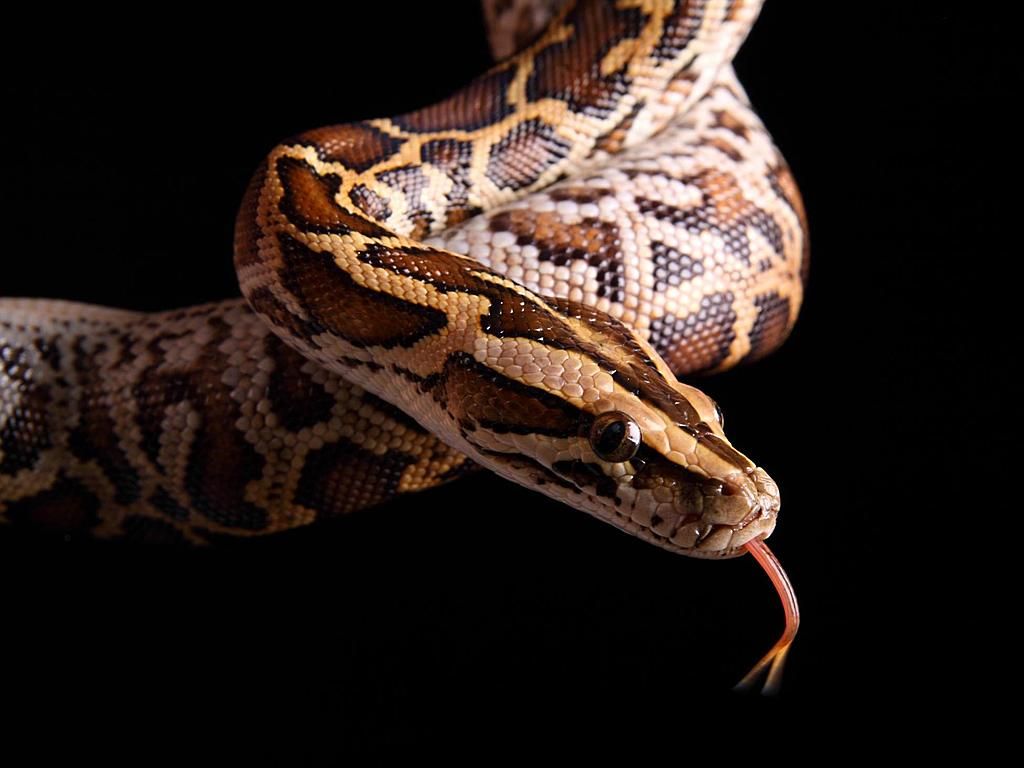 Pythons found slit open and cut 'in pieces' in…
