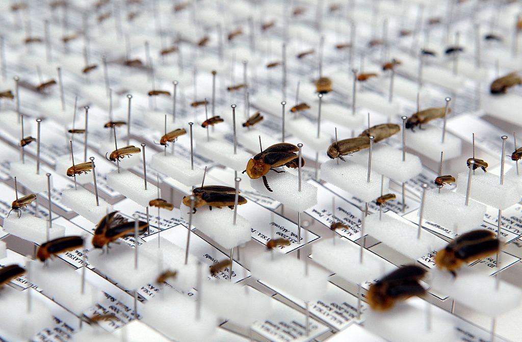 Fireflies threatened globally, with light pollution a…