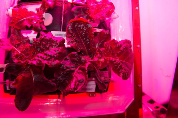 Nasa veggie: food grown in space has been eaten for…