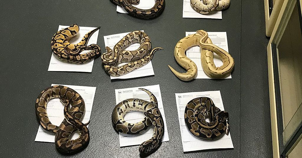 Second bag of snakes dumped outside fire station days…