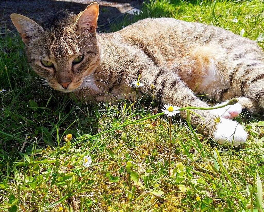 Amputee cat who suffered 30-hour leg trap ordeal on…