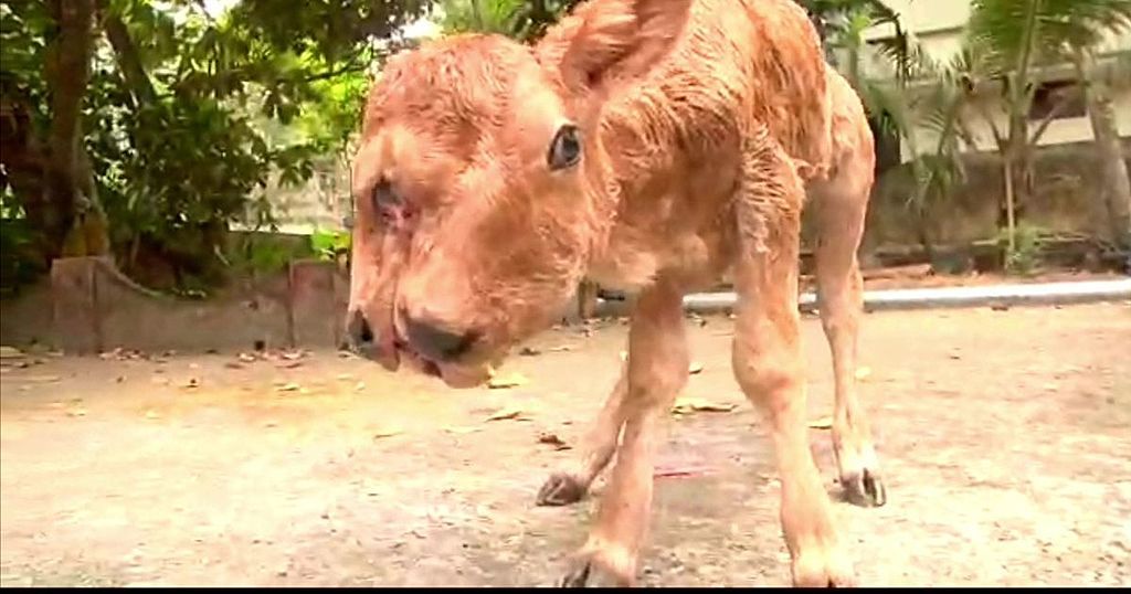 Mutant cow born with two heads - including 4 eyes and…