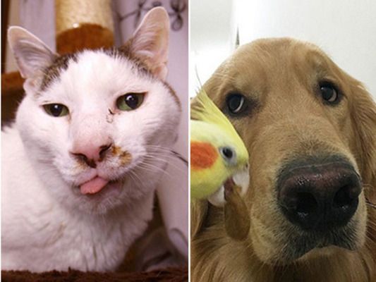 The nine best animals on the internet right now
