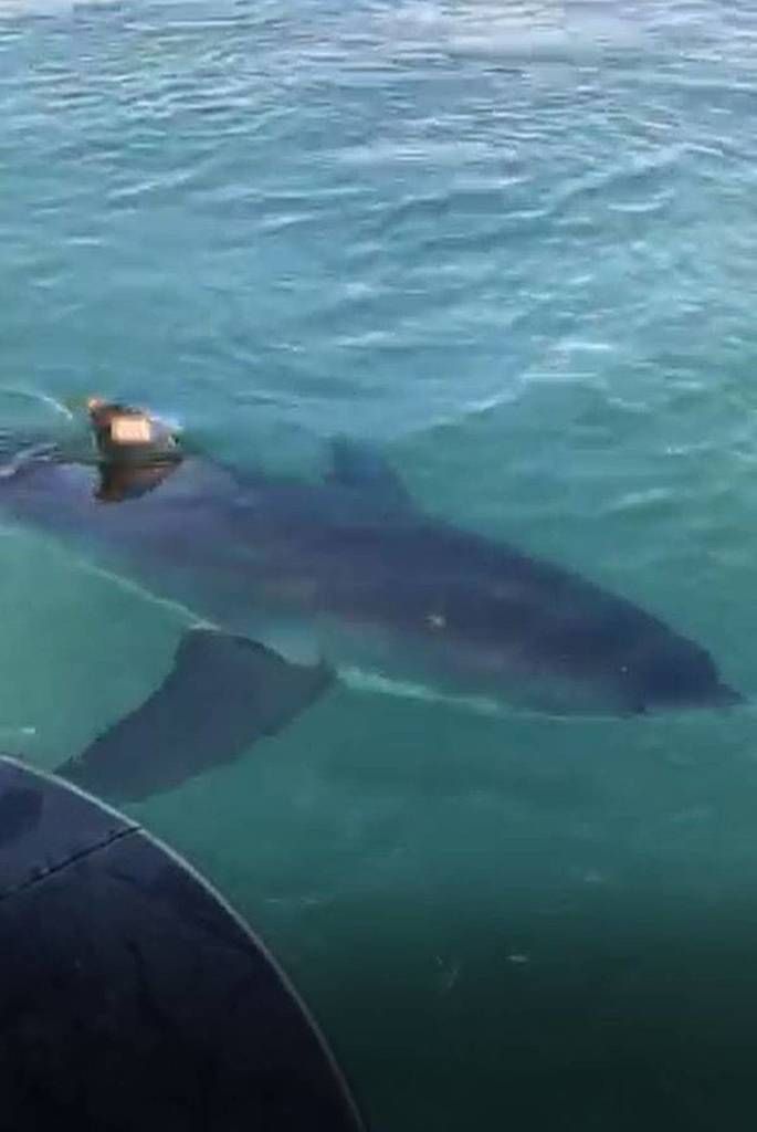Great white shark encounter stuns Bay of Plenty…
