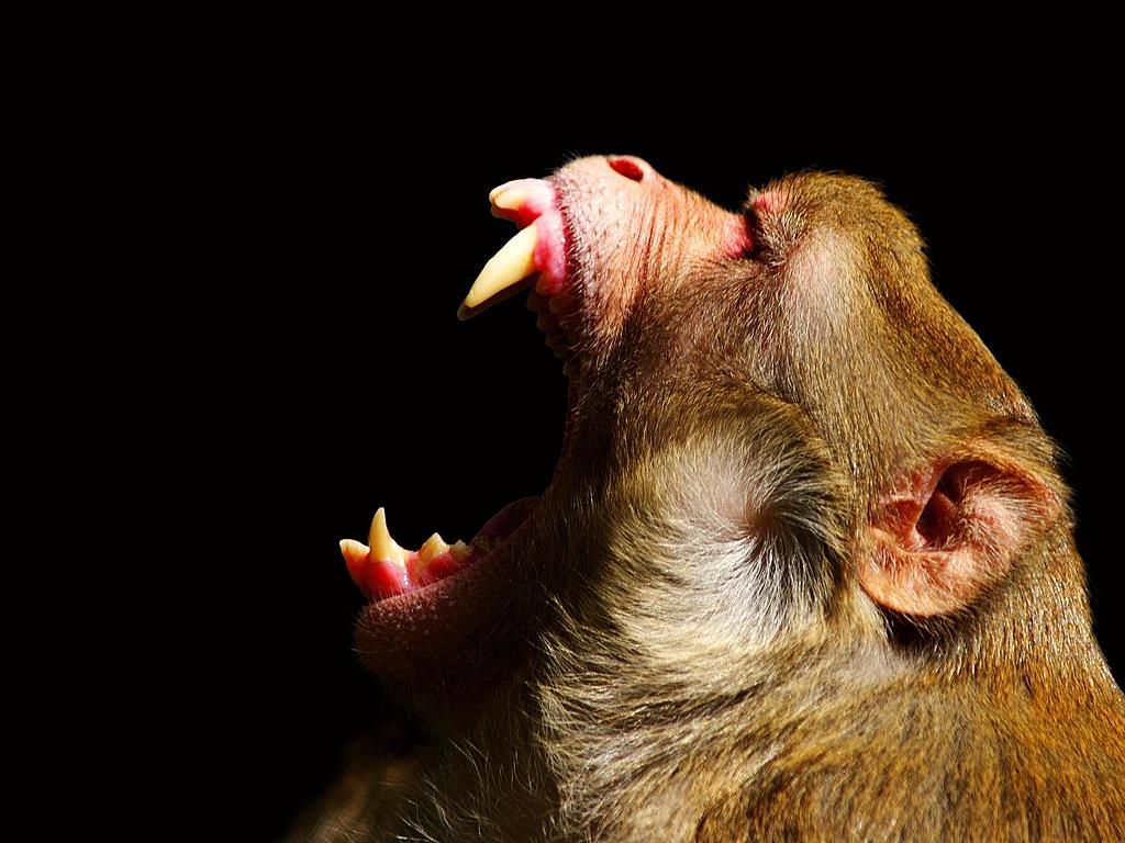 'It's a lose-lose situation': Herpes-infected monkeys…