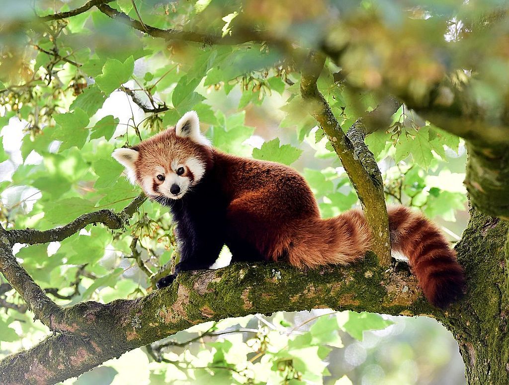 Genetic study shows the red panda is actually two…