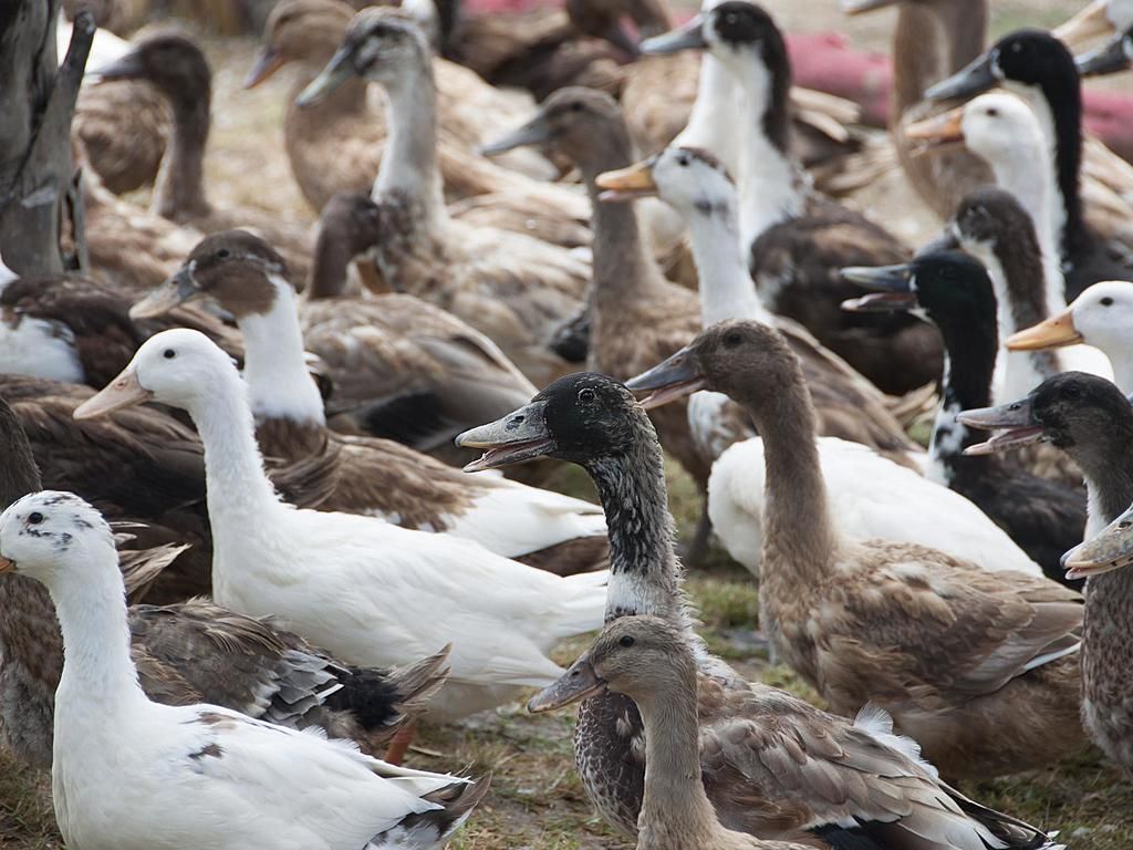 Army of 100,000 ducks deployed to combat locust…