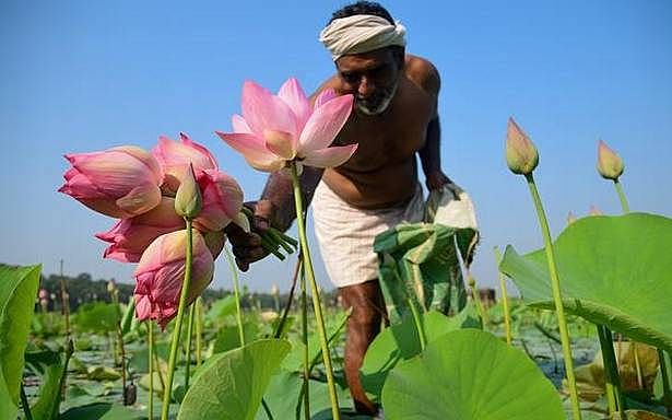 Muslim families grow lotuses for temples in Kerala…