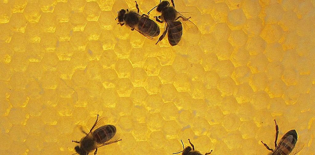 Lessons from Africa on how to build resilient bee…