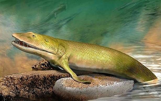 Fish fossil show how fins evolved into human hands