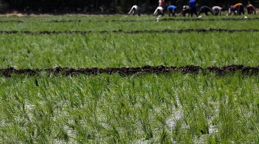 Scientists Uncover Genetic Engineering Secret Behind…