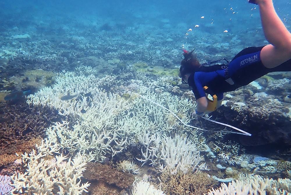 Great Barrier Reef suffers third mass coral bleaching…