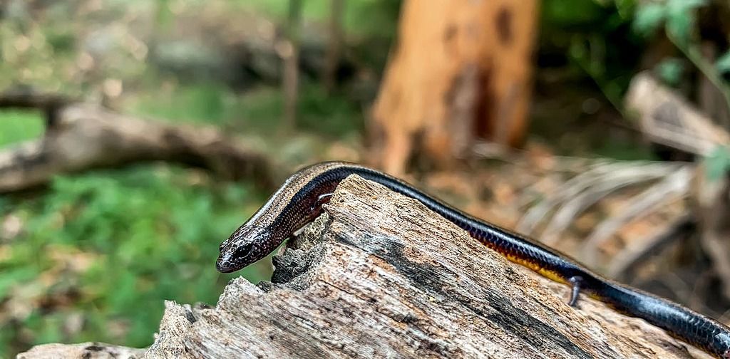 This lizard lays eggs and gives live birth. We think…