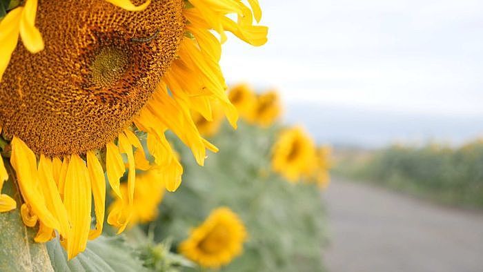 Spectacular sunflowers a welcome 'change of scenery'…