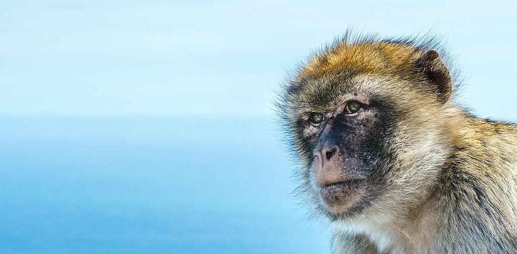 Monkey teeth fossils hint several extinct species…