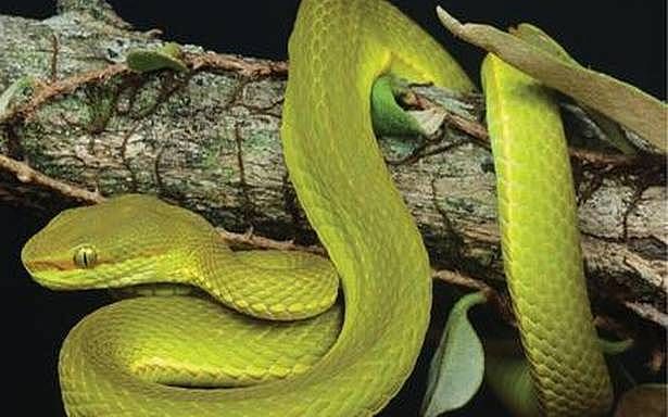 New pit viper in Arunachal Pradesh named after Harry…