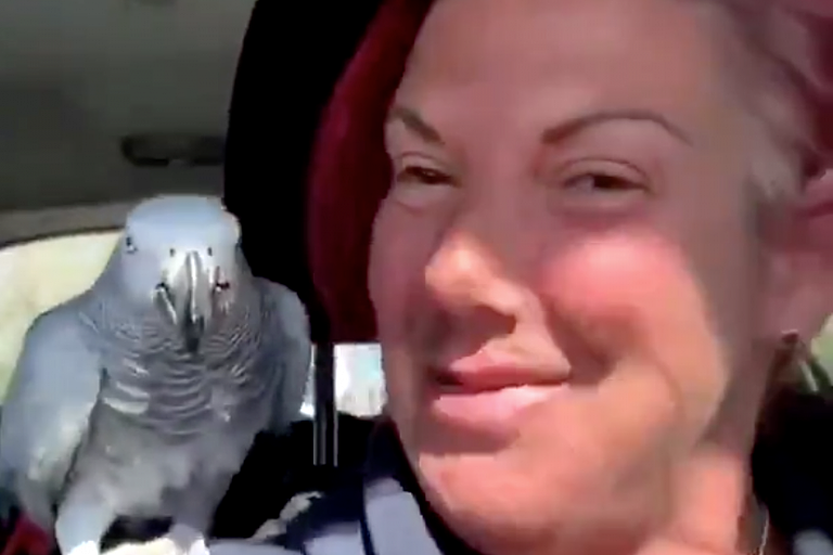 Liverpool woman reunited with her lost pet parrot…