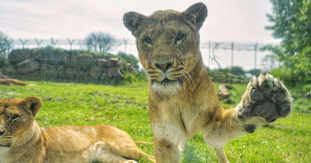 The gorgeous animals at Folly Farm who can't be put on…