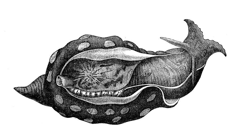 Sea slug study explains what happens when a human…