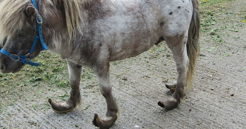 Shocking video and photos show neglected pony unable…