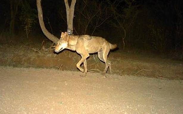 Indian grey wolf sighted for the first time in…