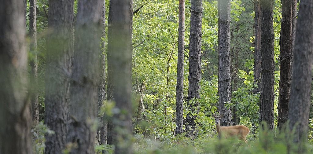 Rewilding: lessons from the medieval Baltic crusades