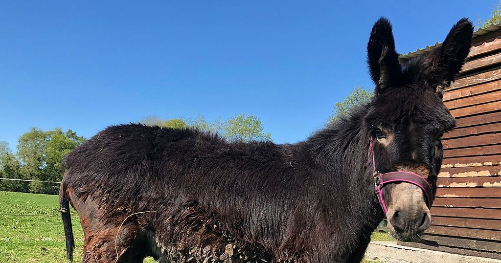 Six donkeys and two ponies rescued from horrific…