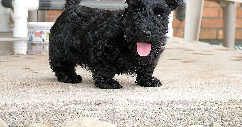 Eight iconic Scottish dog breeds