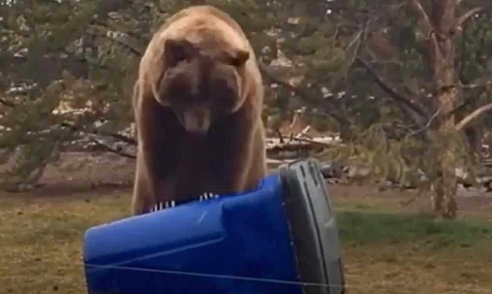 Grizzly bear appears to perform CPR on trash can