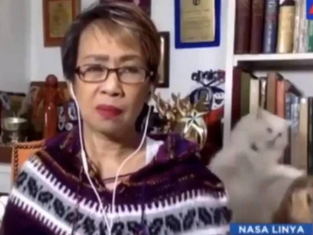 News reporter's cats fight behind her on live TV