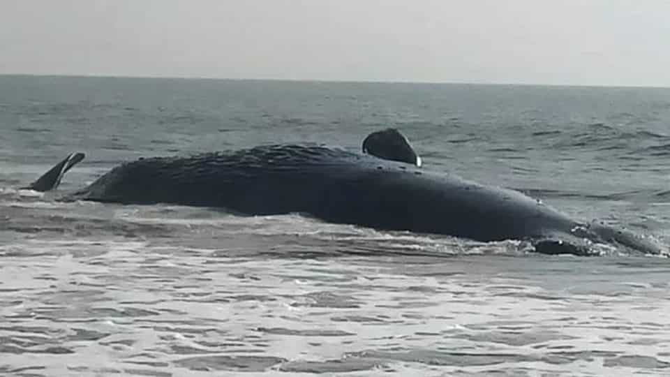 40-ft whale carcass weighing 10 tonne washes ashore in…