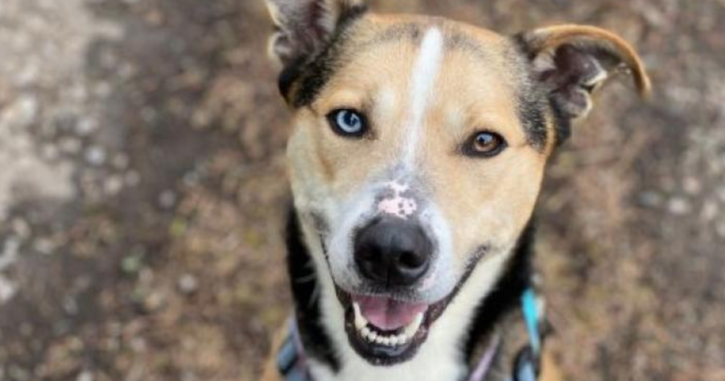 SSPCA open back up for rehoming - and these are the…