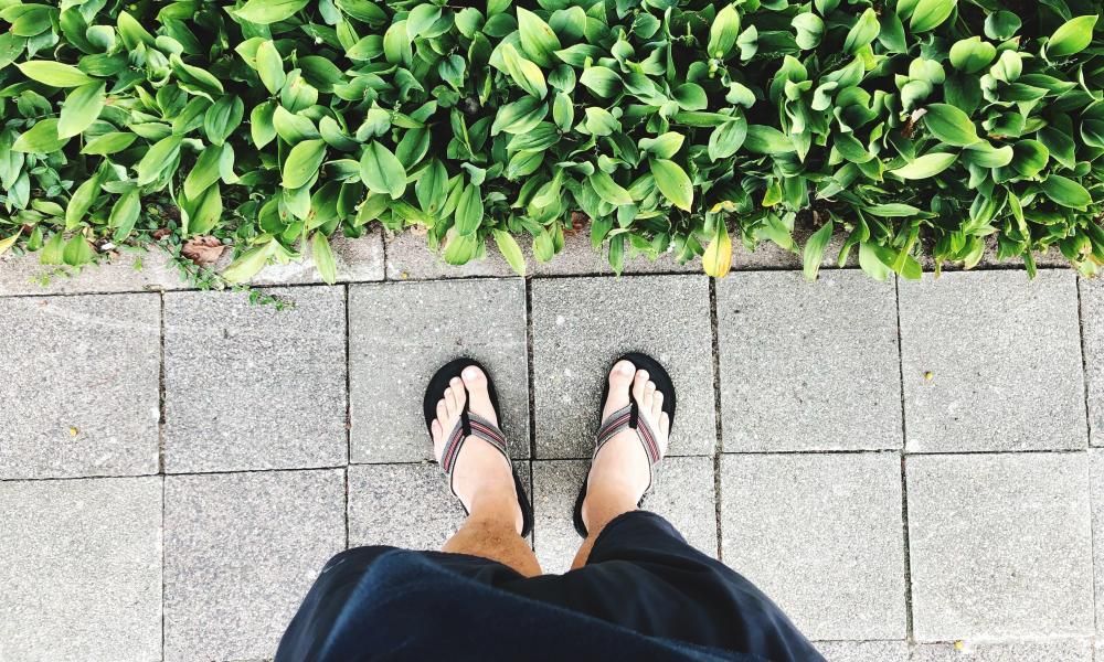 Tim Dowling: have I killed the tortoise, or is it just…