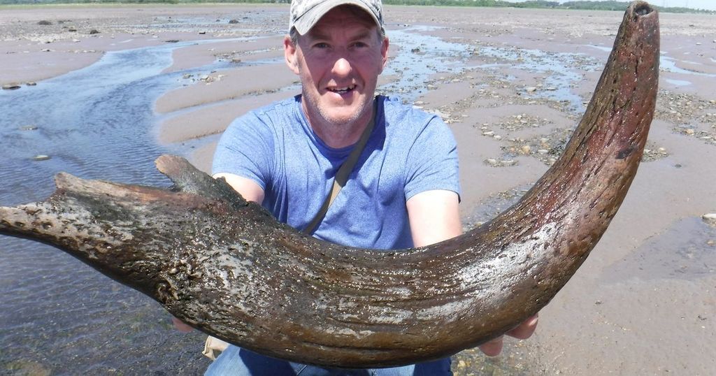 Horn from extinct creature that died around 3,000…