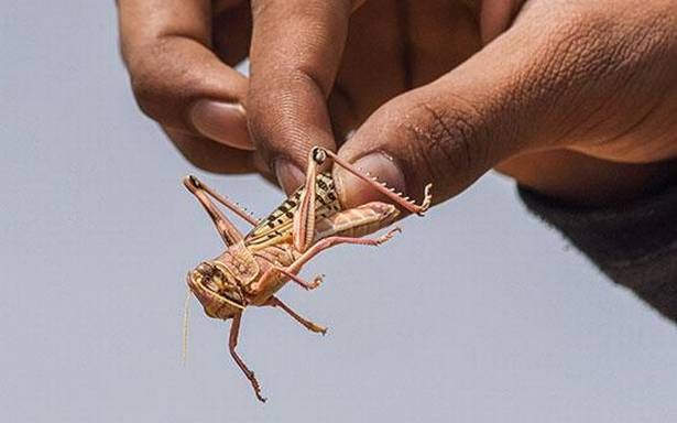 Locust attack: high alert in nine districts of Odisha