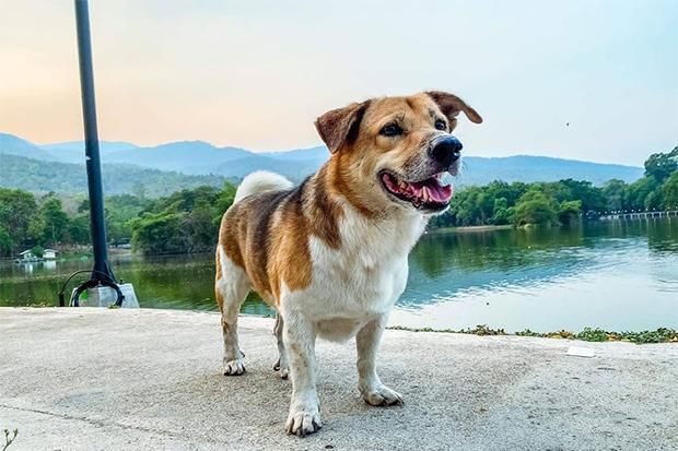 Mystery surrounds death of famous CMU dog