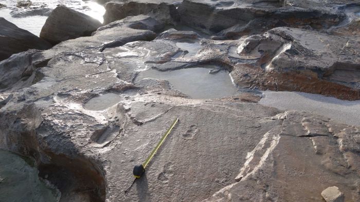 Giant wombats, five-metre-long lizards are among SA's…