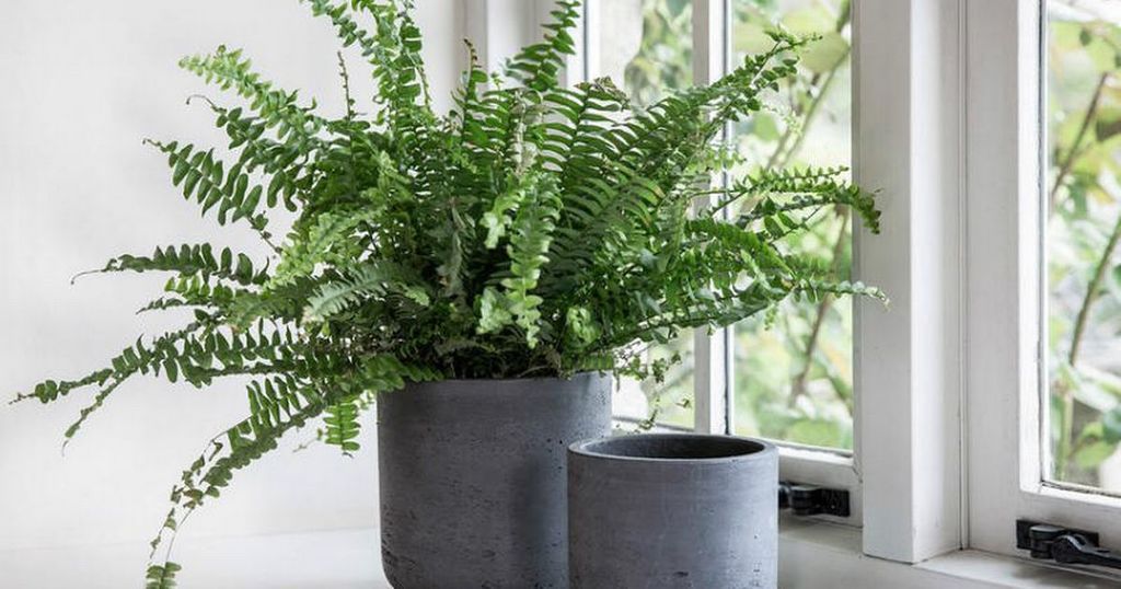 Best stylish plant pots to transform your home and…