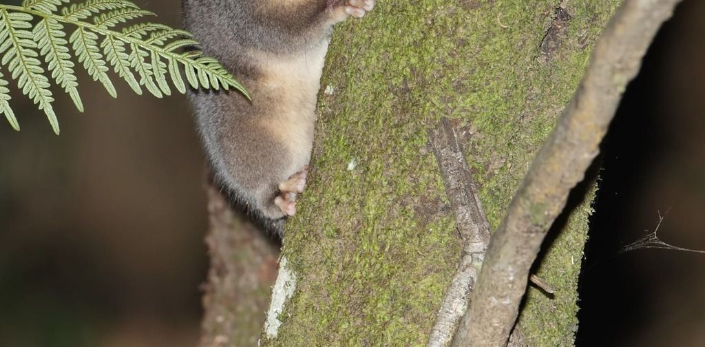 We modelled the future of Leadbeater’s possum habitat…