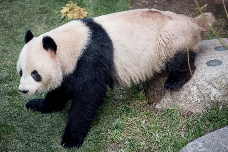 Daredevil giant panda flees Danish zoo enclosure by…