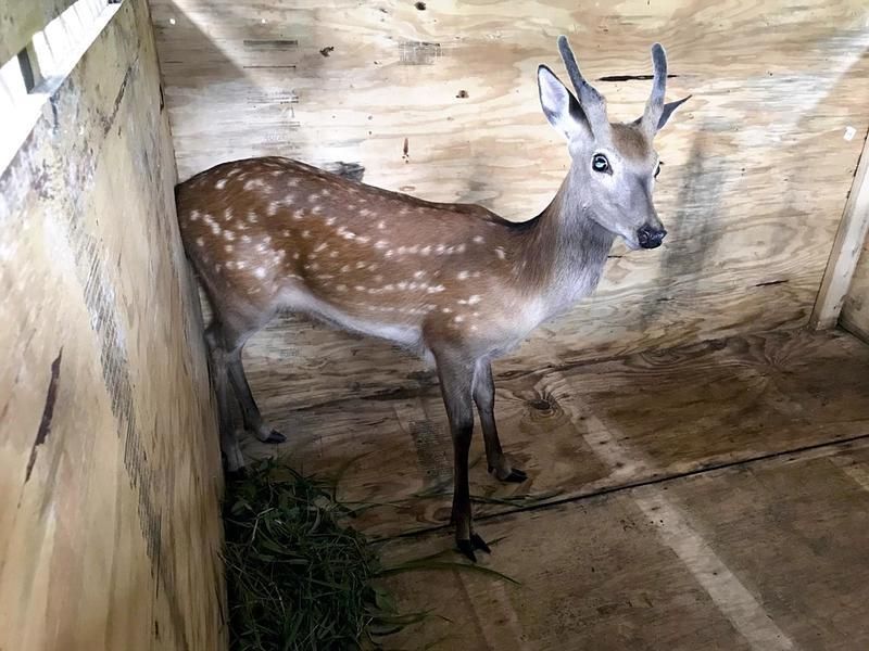Elephant zoo in Chiba becomes new home for captive deer