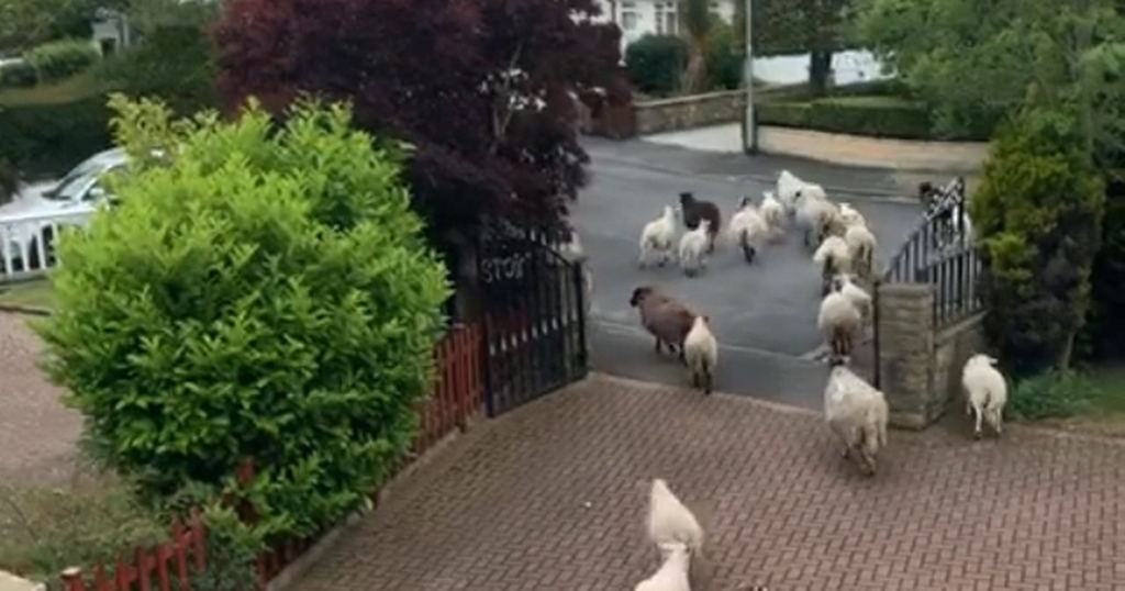 Woman's shock at waking up to find herd of sheep…