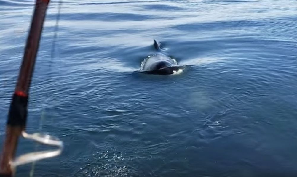 Rare orca encounter includes salty surprise for angler