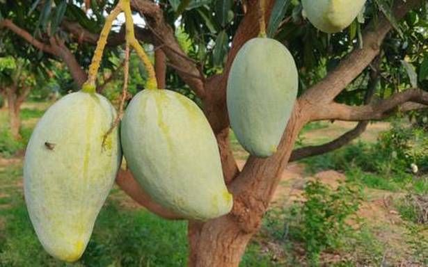 Rare mango varieties Azam-us-Samar and Jehangir make…